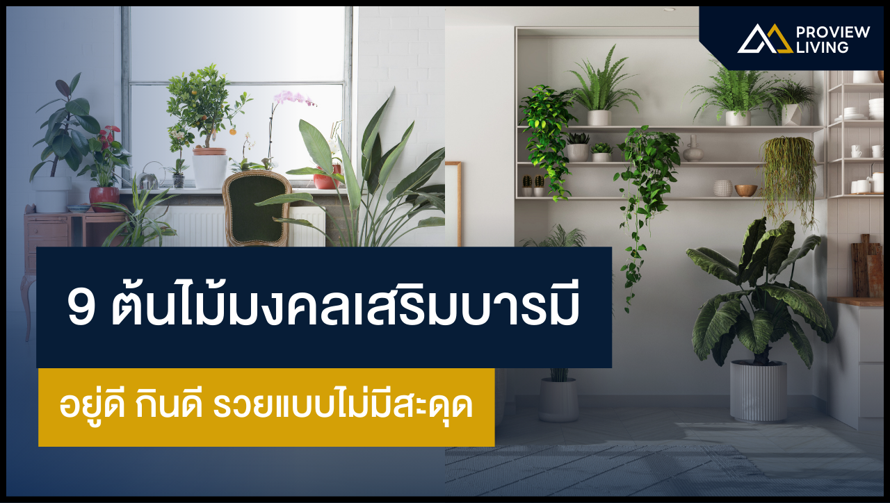 9 ต้นไม้มงคลที่ควรมี! เสริมบารมี อยู่ดี กินดี รวยแบบไม่มีสะดุด – Proview Living